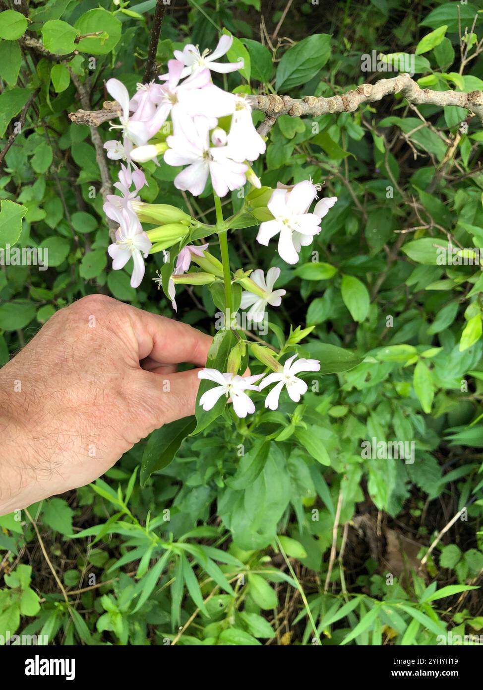 common soapwort (Saponaria officinalis Stock Photo - Alamy