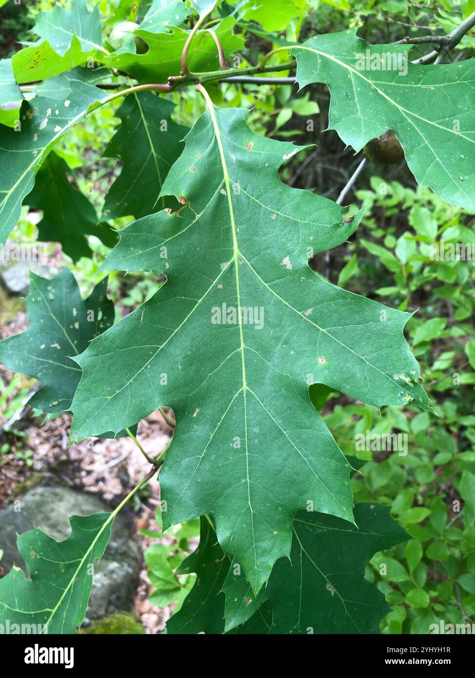 northern red oak (Quercus rubra Stock Photo - Alamy