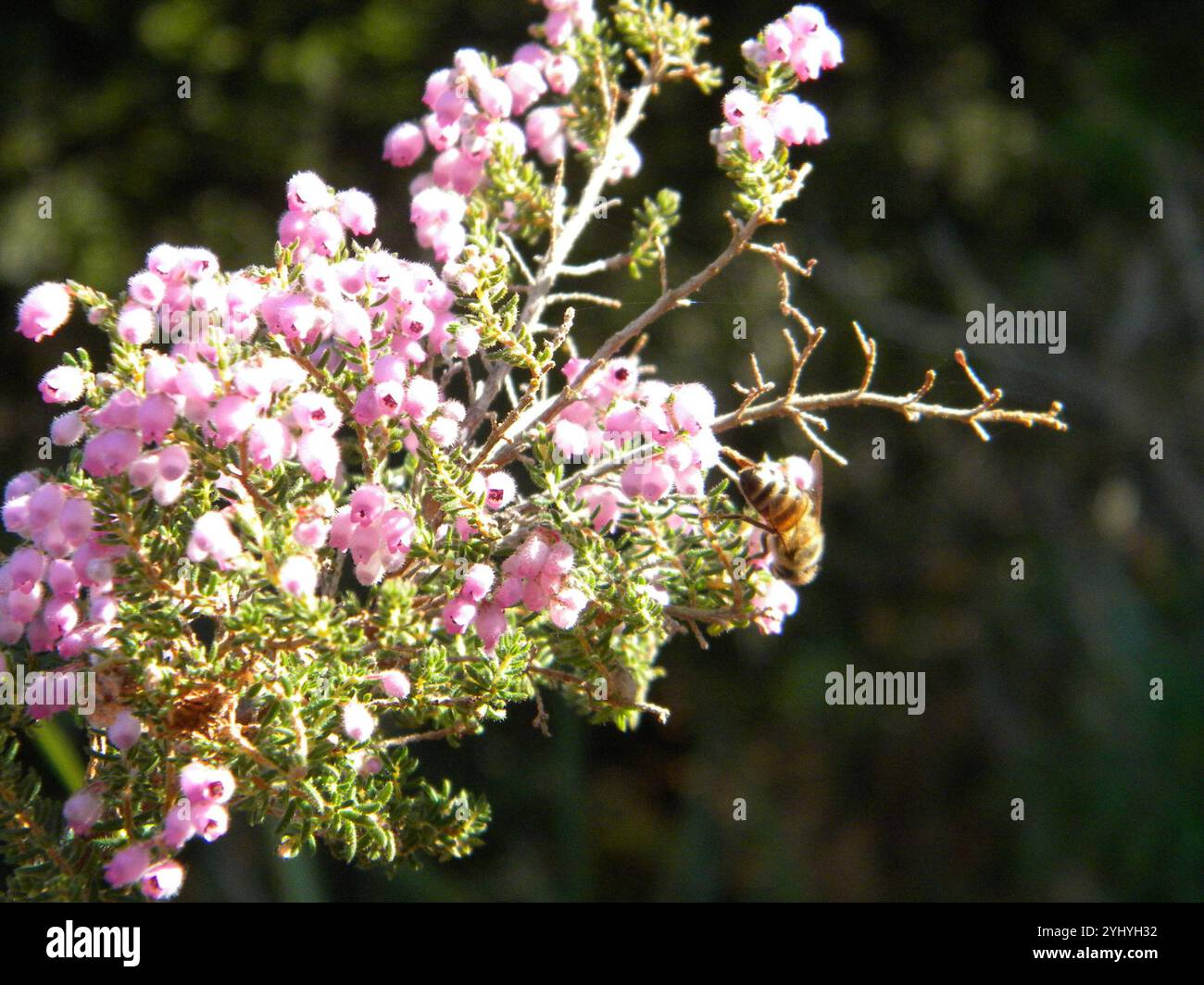 Cape Honey Bee (Apis mellifera capensis Stock Photo - Alamy