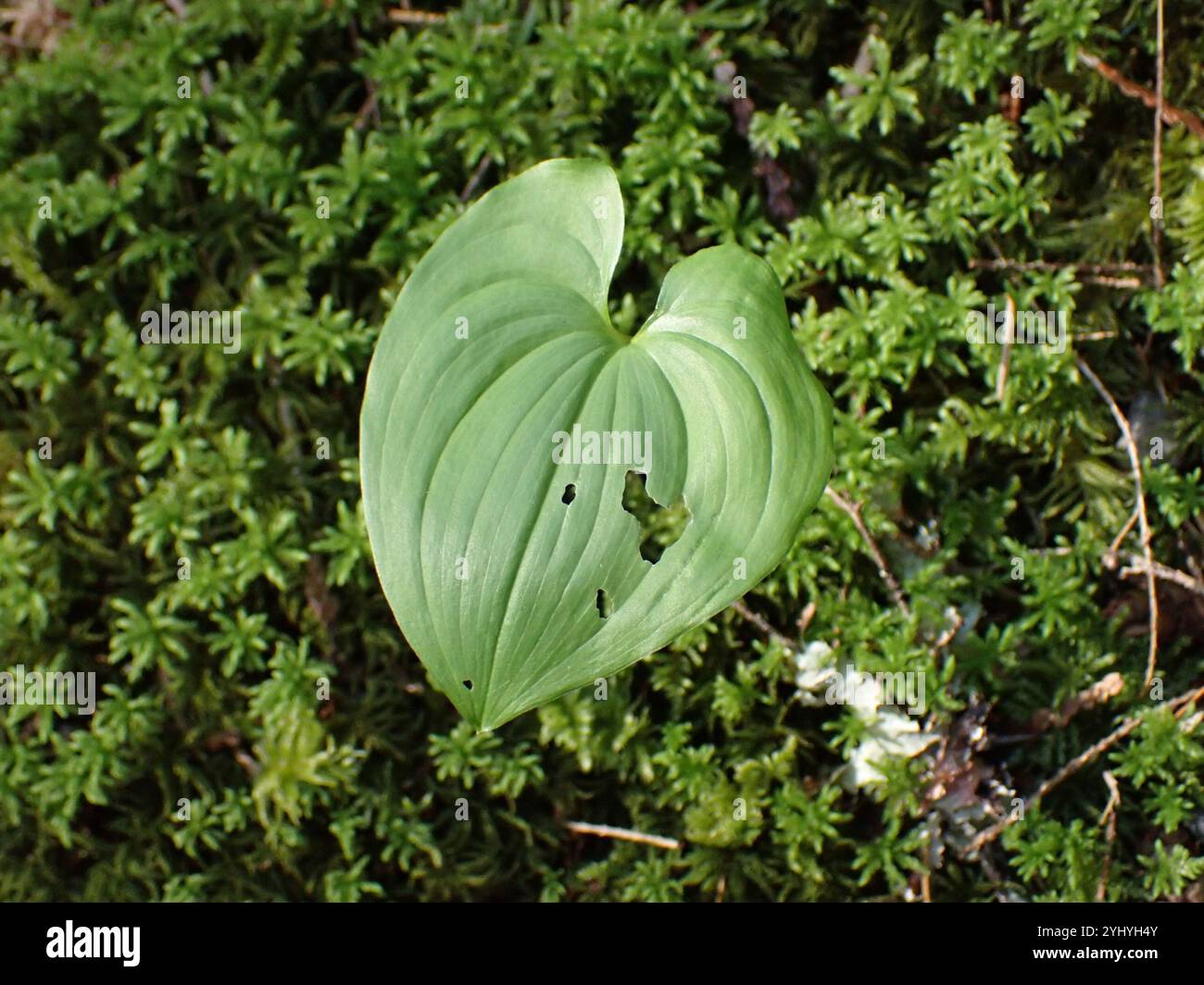 Western Lily of the Valley (Maianthemum dilatatum Stock Photo - Alamy