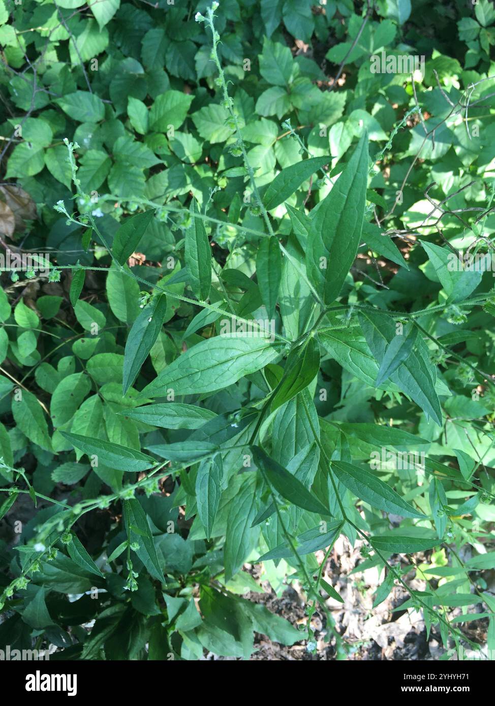 virginia stickseed (Hackelia virginiana Stock Photo - Alamy