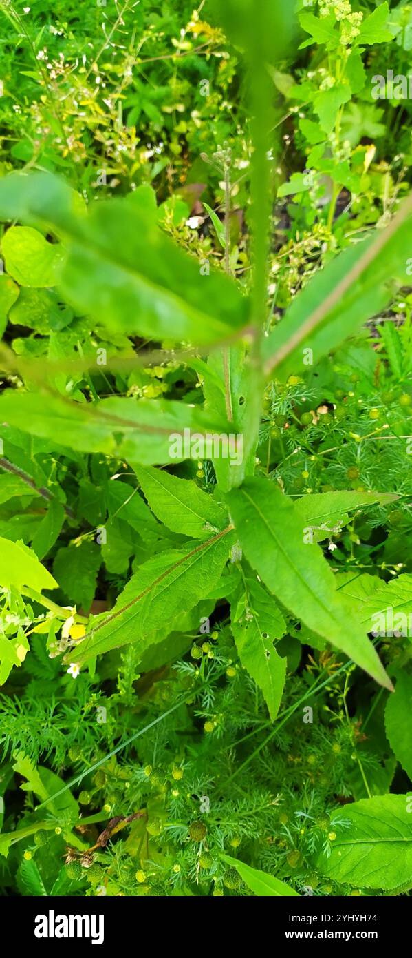 Pendulous rockcress (Catolobus pendulus Stock Photo - Alamy