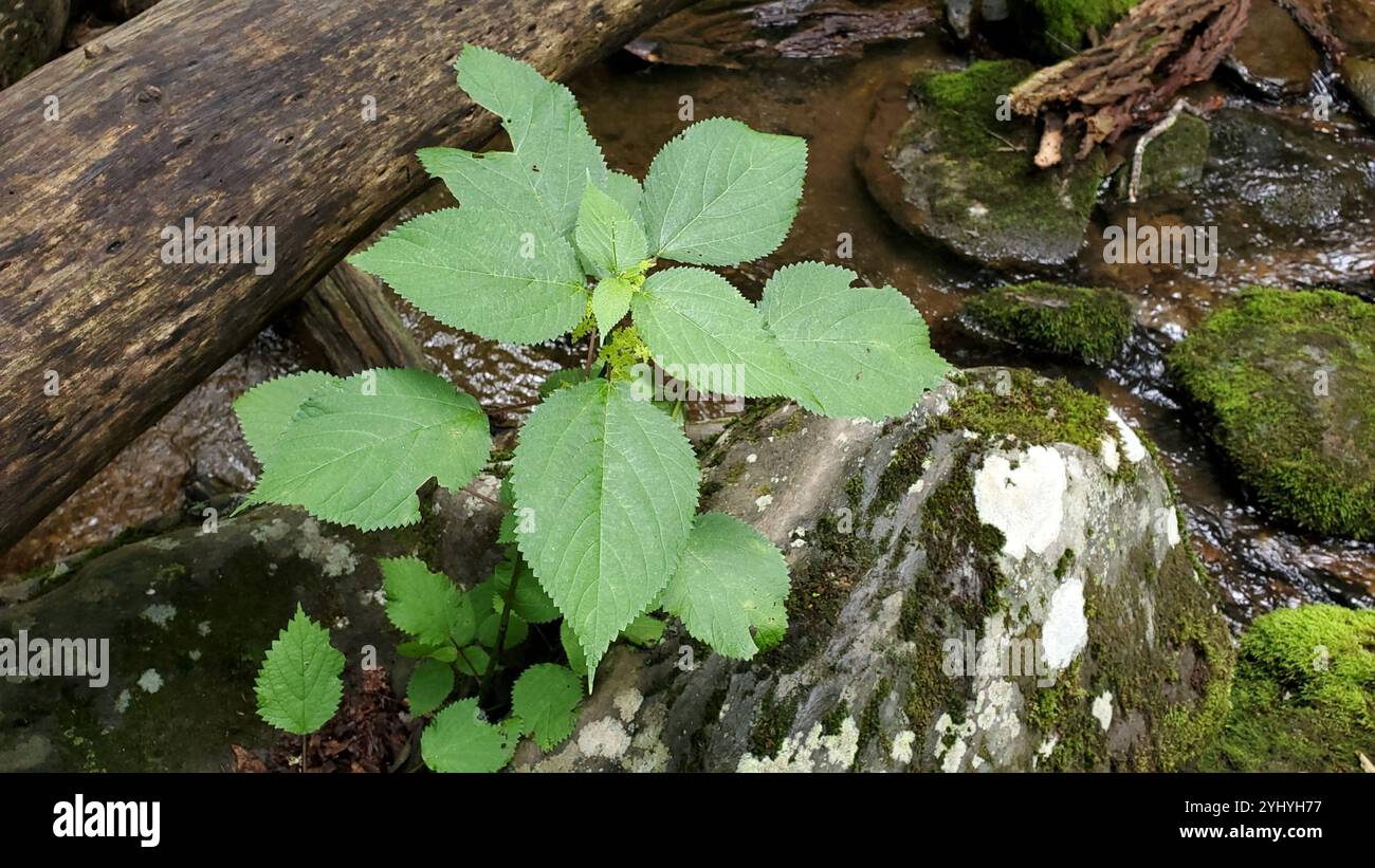 wood nettle (Laportea canadensis Stock Photo - Alamy