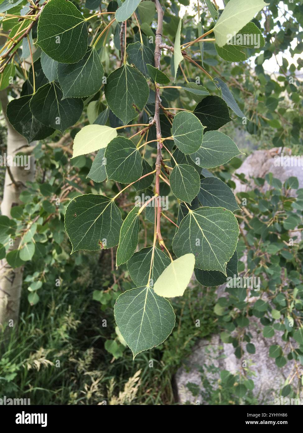 trembling aspen (Populus tremuloides Stock Photo - Alamy