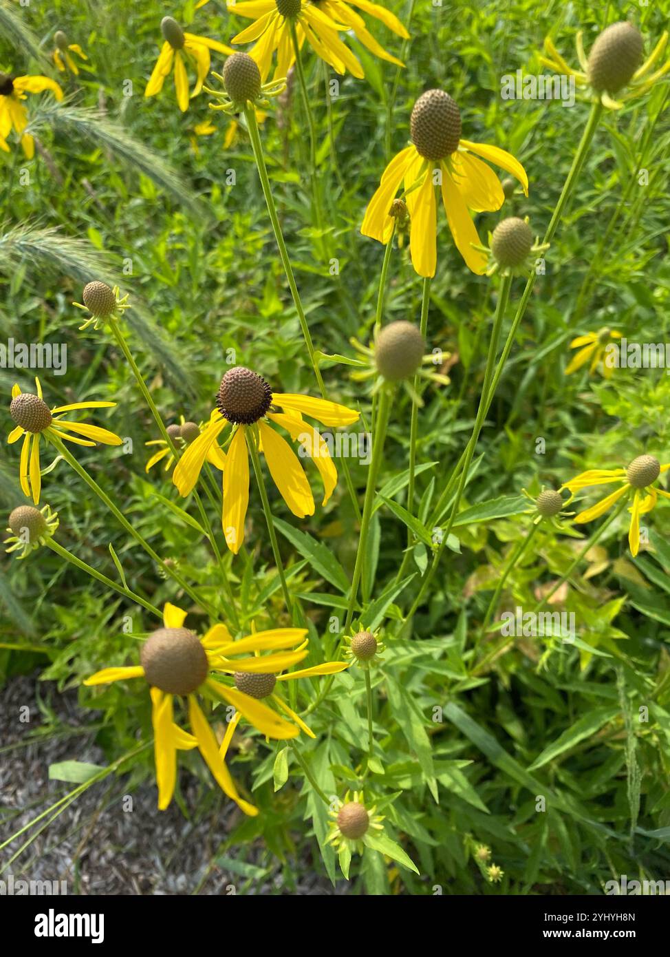 grey-headed coneflower (Ratibida pinnata Stock Photo - Alamy