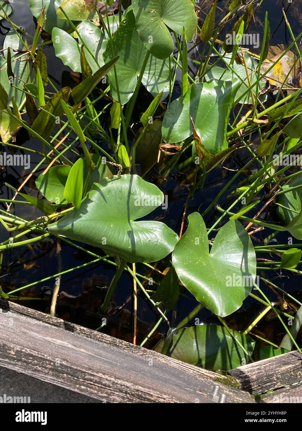 spatterdock (Nuphar advena Stock Photo - Alamy