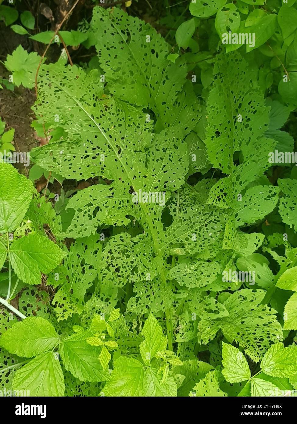 Cabbage Thistle (Cirsium oleraceum Stock Photo - Alamy