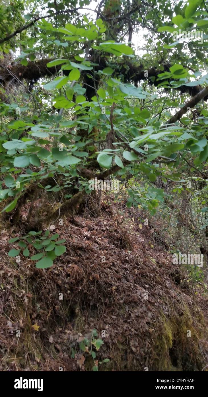 Oregon Ash (Fraxinus latifolia Stock Photo - Alamy