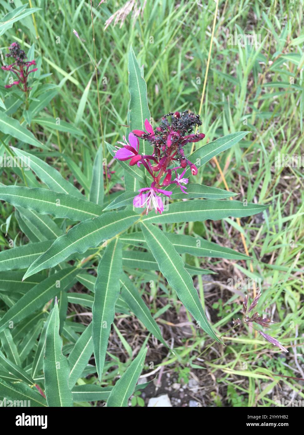 fireweed (Chamaenerion angustifolium Stock Photo - Alamy