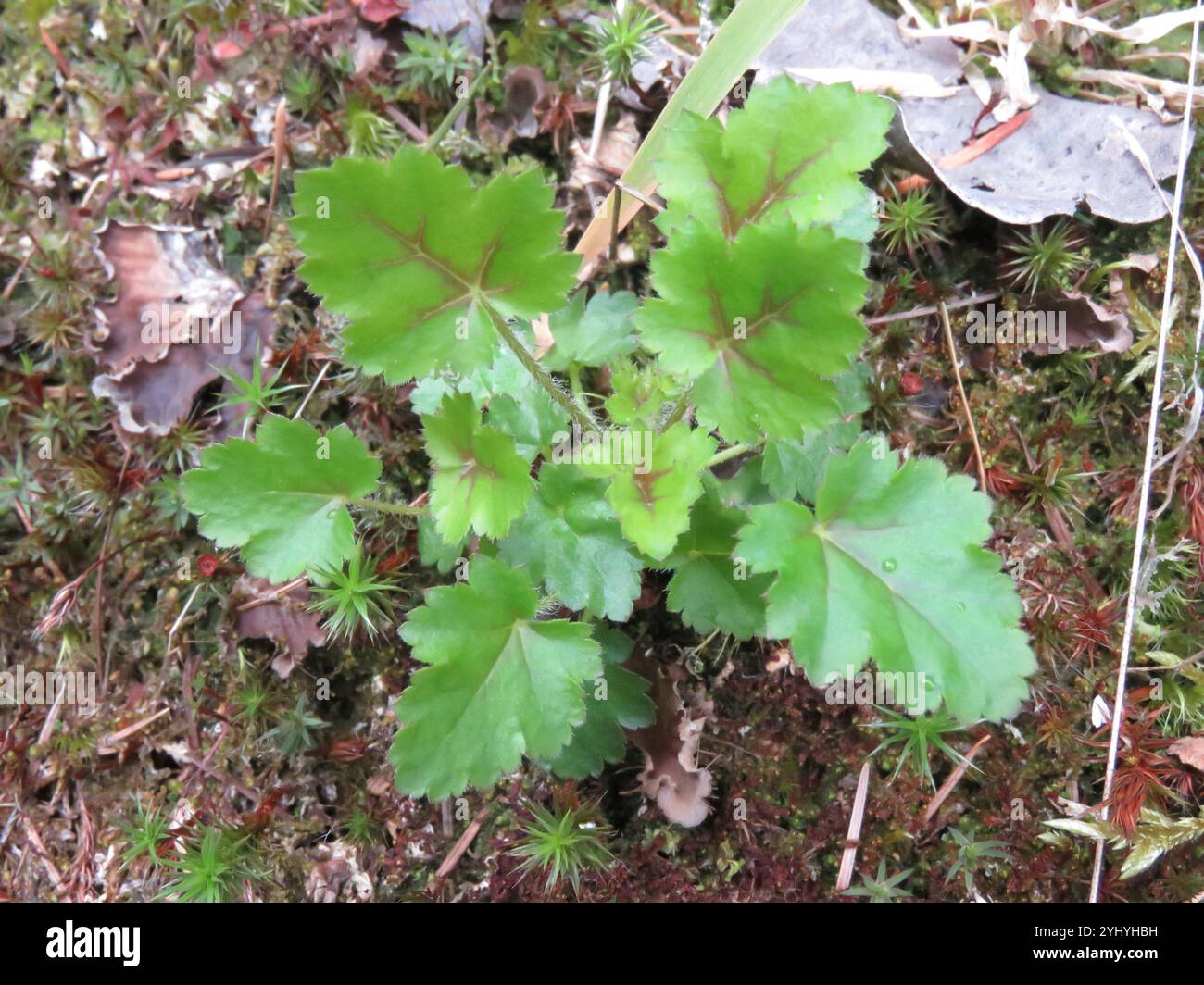 crevice alumroot (Heuchera micrantha Stock Photo - Alamy