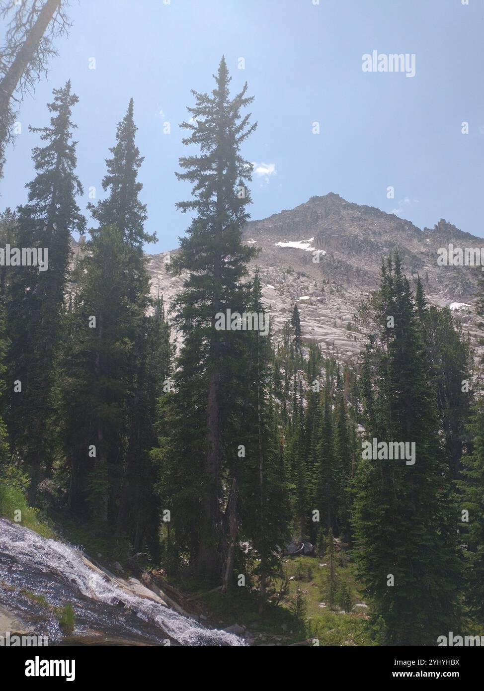 Engelmann spruce (Picea engelmannii Stock Photo - Alamy