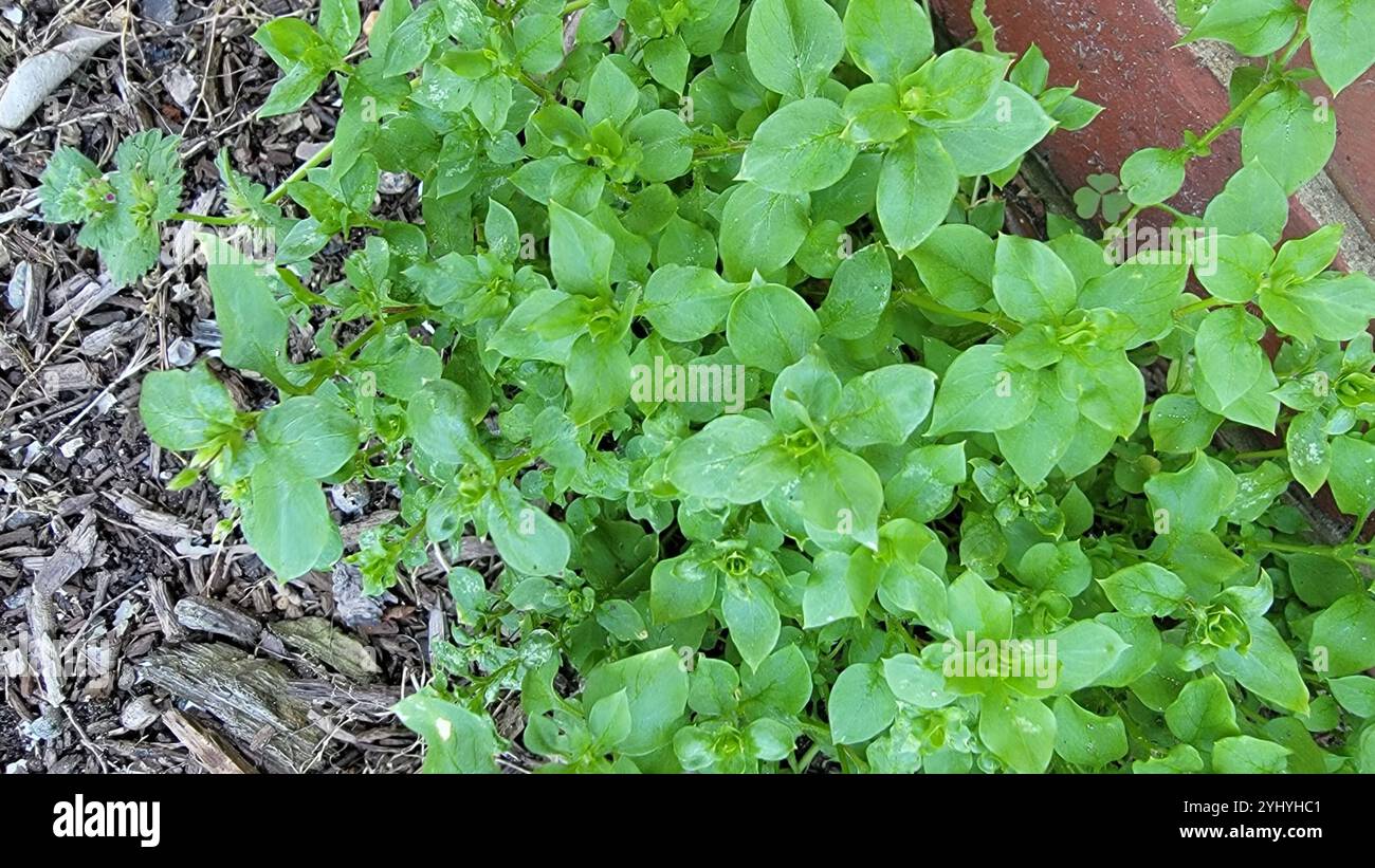 common chickweed (Stellaria media Stock Photo - Alamy