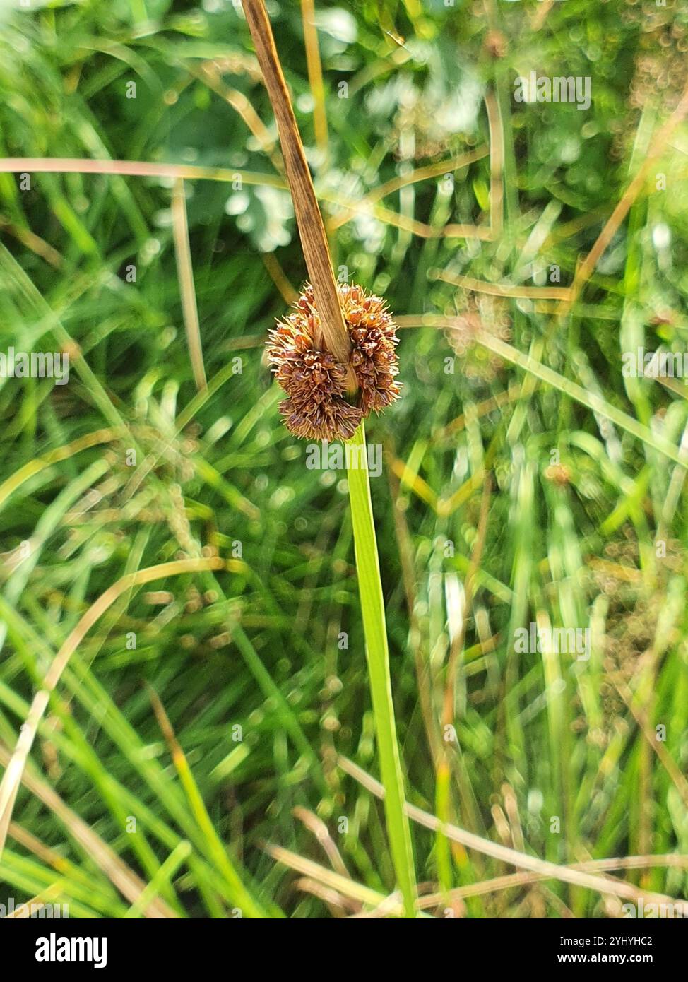 Compact rush juncus conglomeratus hi-res stock photography and images ...