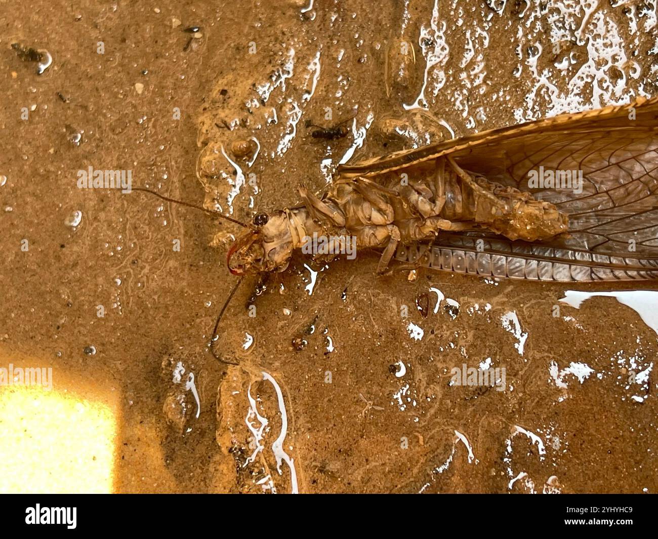 Western Dobsonfly (Corydalus texanus Stock Photo - Alamy