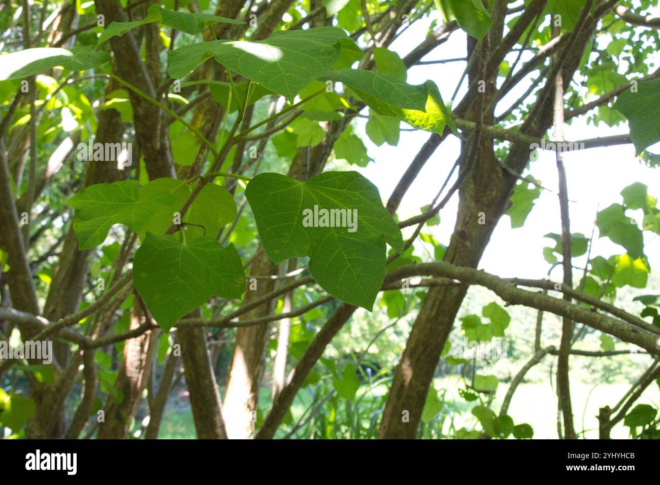 Barbados Nut (Jatropha curcas Stock Photo - Alamy