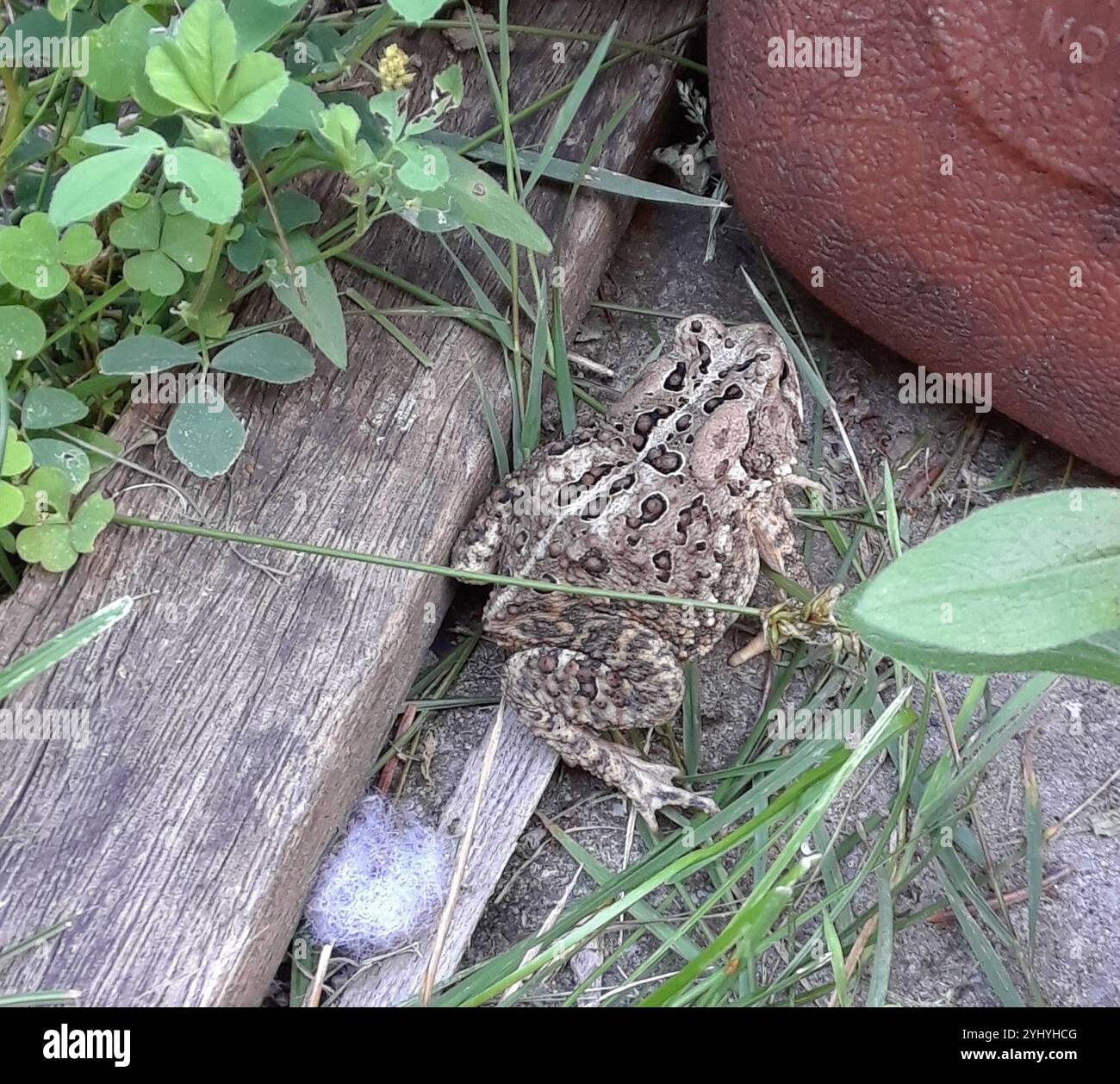American Toad (Anaxyrus americanus Stock Photo - Alamy