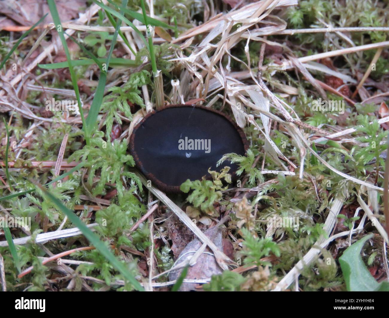 corona cup (Plectania melastoma Stock Photo - Alamy