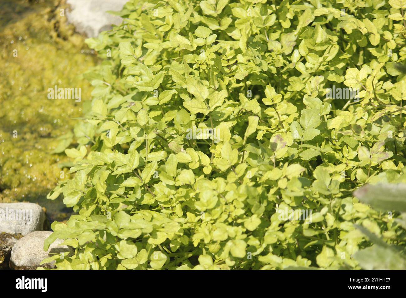watercress (Nasturtium officinale Stock Photo - Alamy
