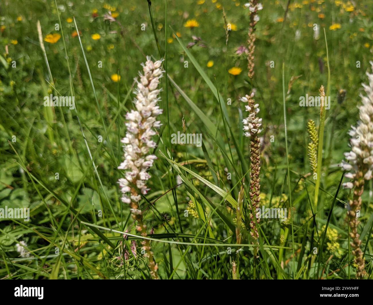 alpine bistort (Bistorta vivipara Stock Photo - Alamy