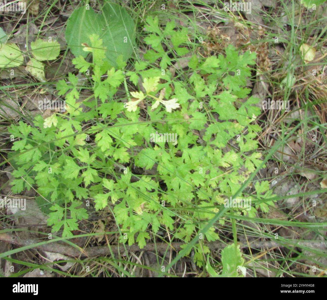 Mountain Parsley (Peucedanum oreoselinum Stock Photo - Alamy