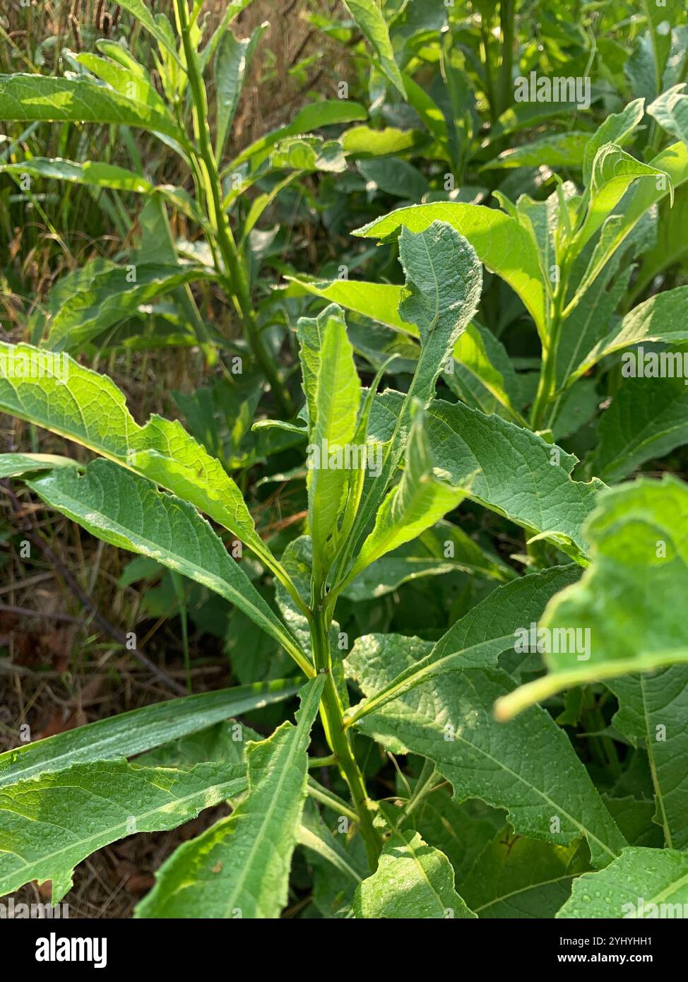 Wingstem (Verbesina alternifolia Stock Photo - Alamy