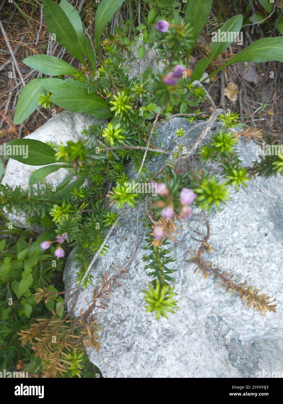 pink mountainheath (Phyllodoce empetriformis Stock Photo - Alamy