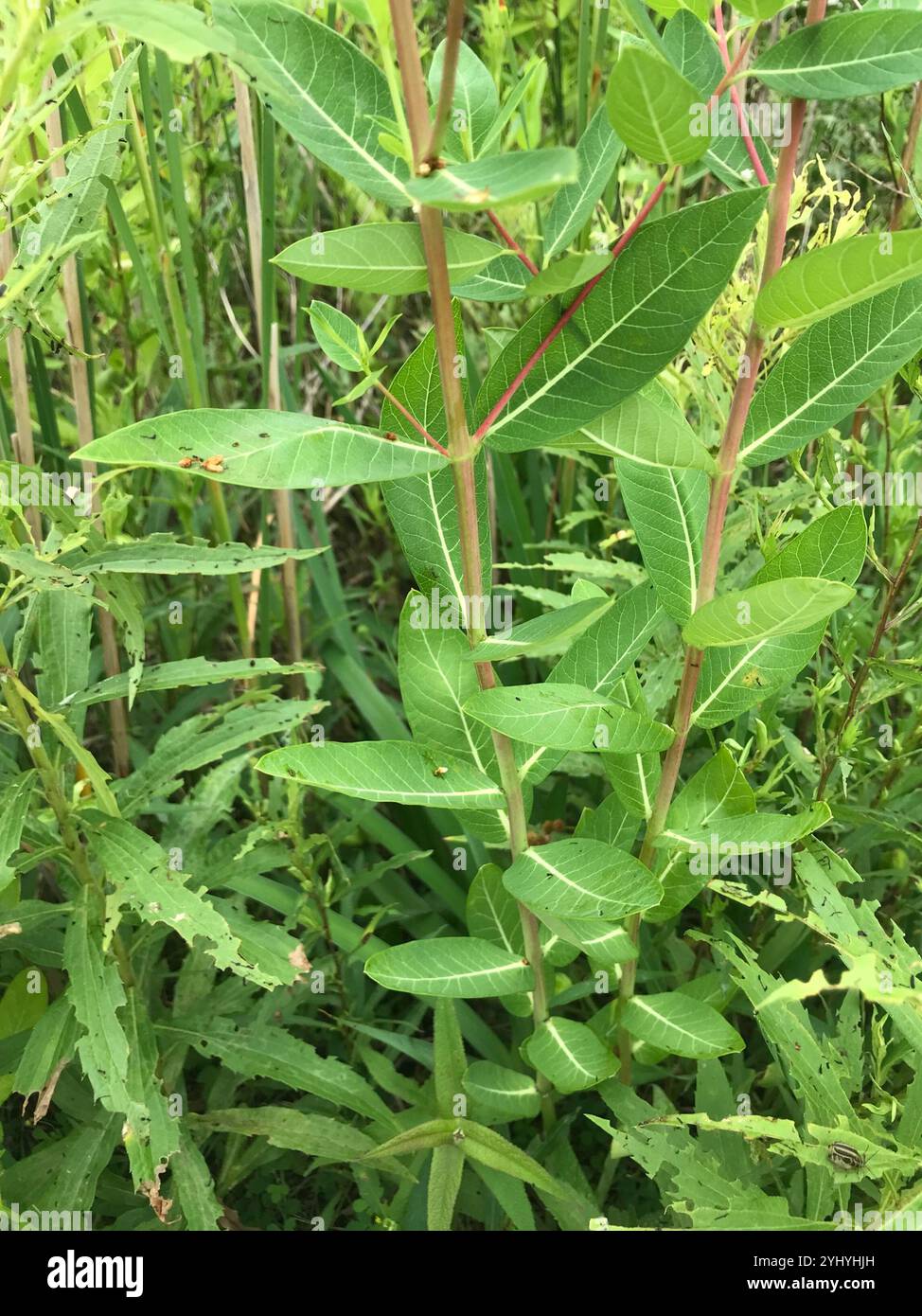 Hemp dogbane hi-res stock photography and images - Alamy