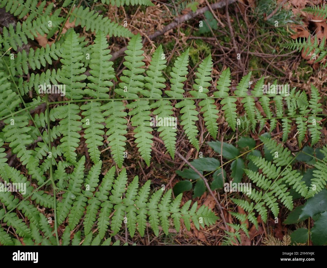 common bracken (Pteridium aquilinum Stock Photo - Alamy