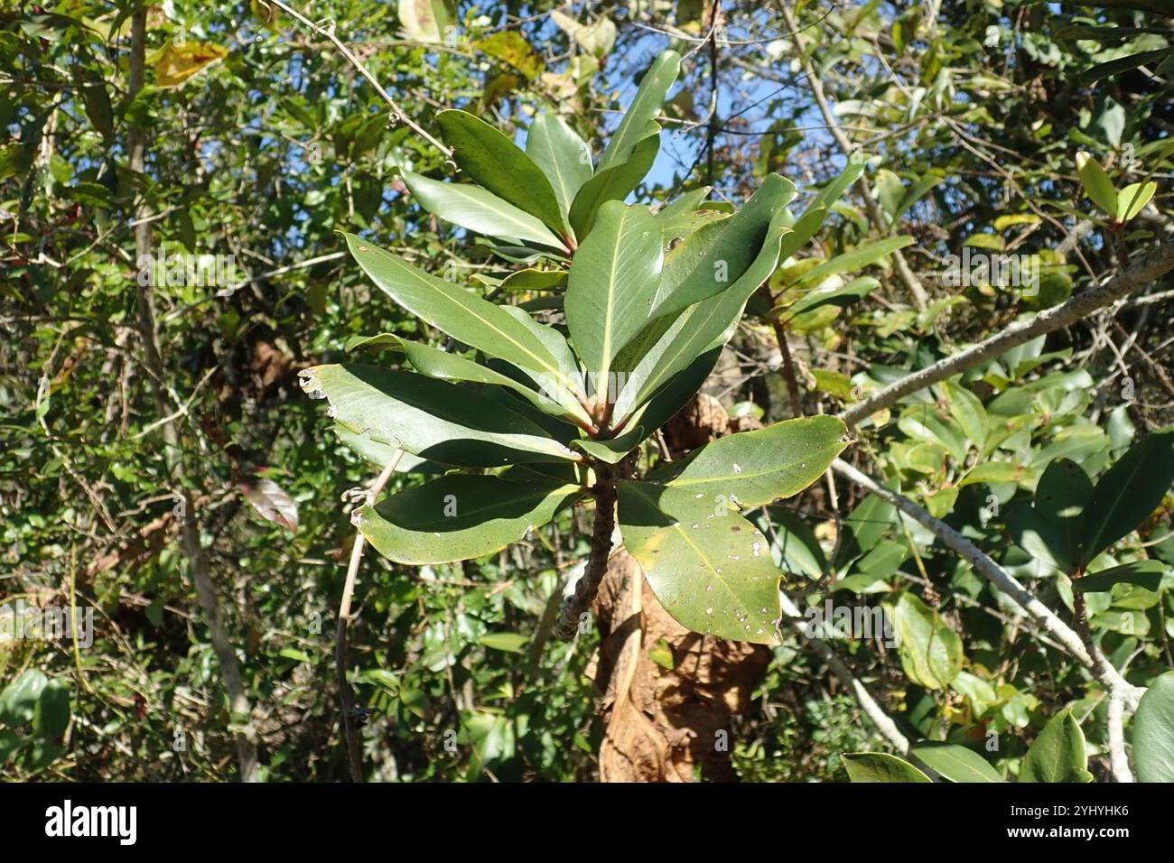 Cape beech (Rapanea melanophloeos Stock Photo - Alamy