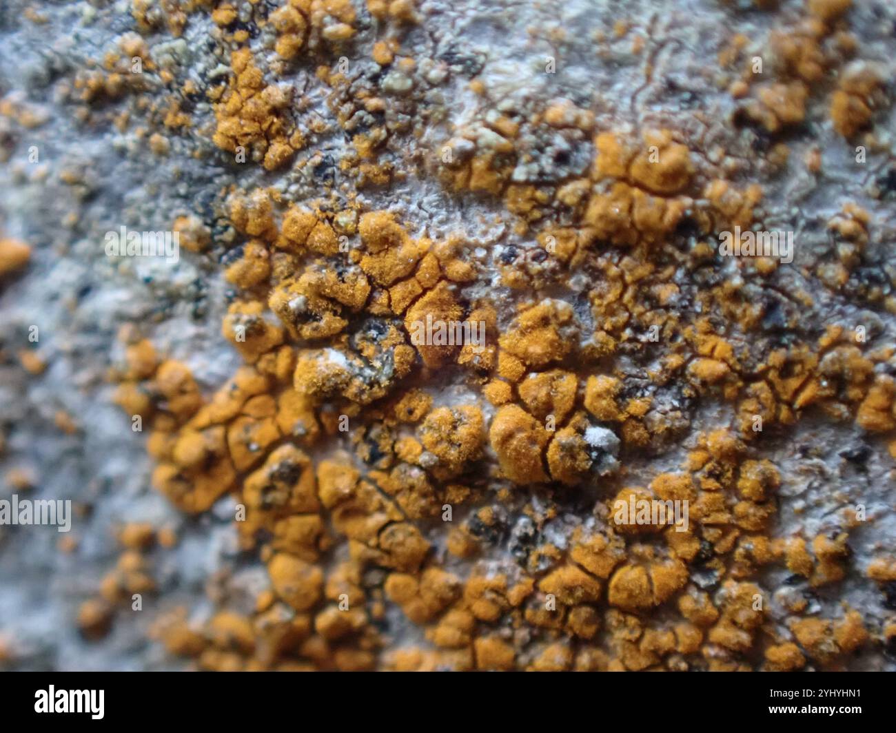 common lichens (Lecanoromycetes Stock Photo - Alamy