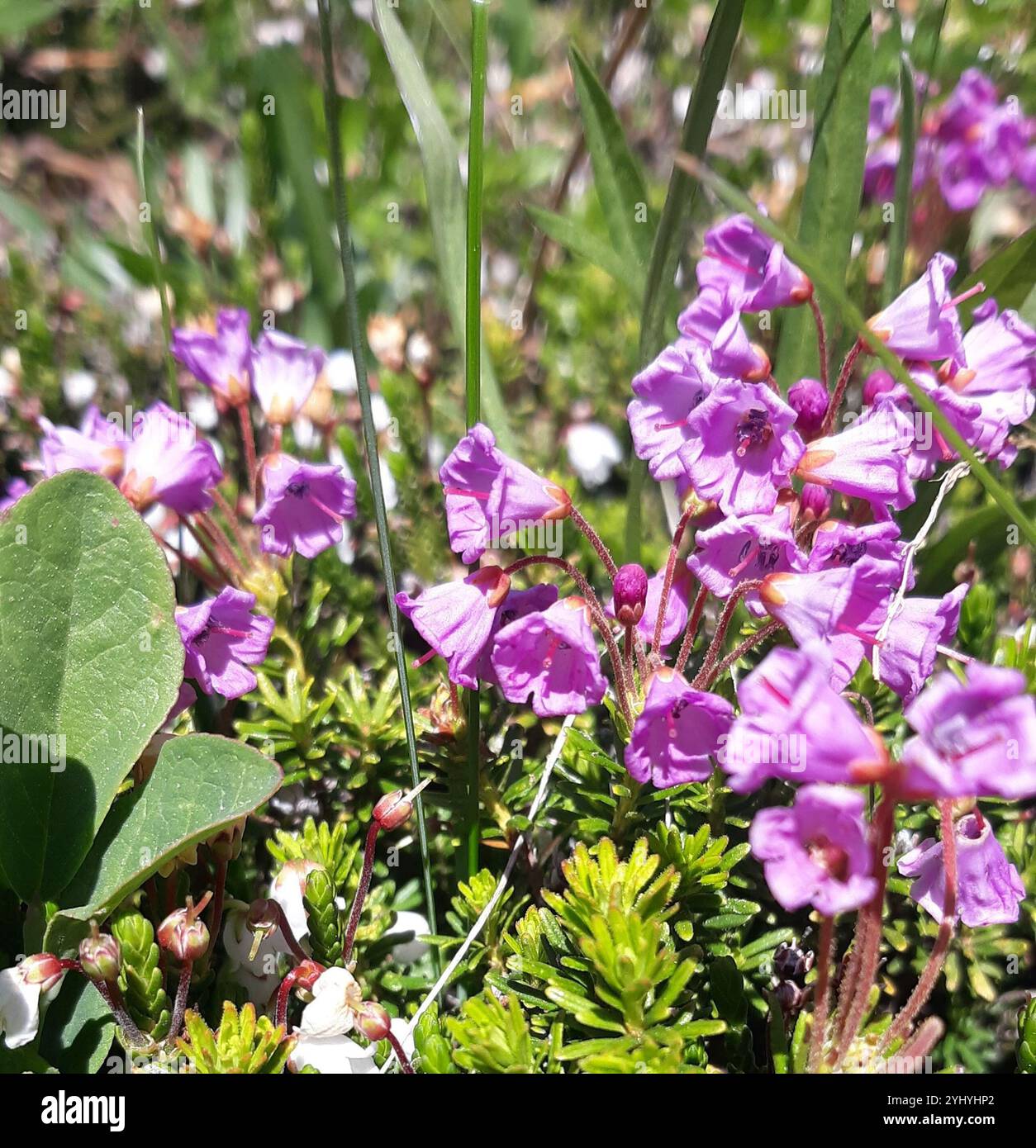 pink mountainheath (Phyllodoce empetriformis Stock Photo - Alamy