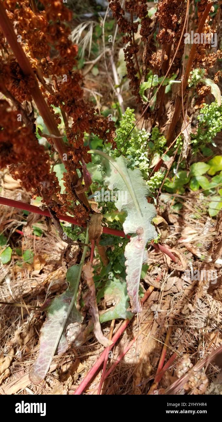 Clustered Dock (Rumex conglomeratus Stock Photo - Alamy
