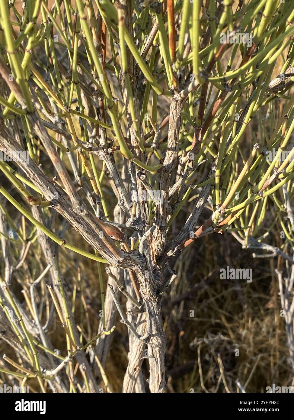 Green Ephedra (Ephedra viridis Stock Photo - Alamy