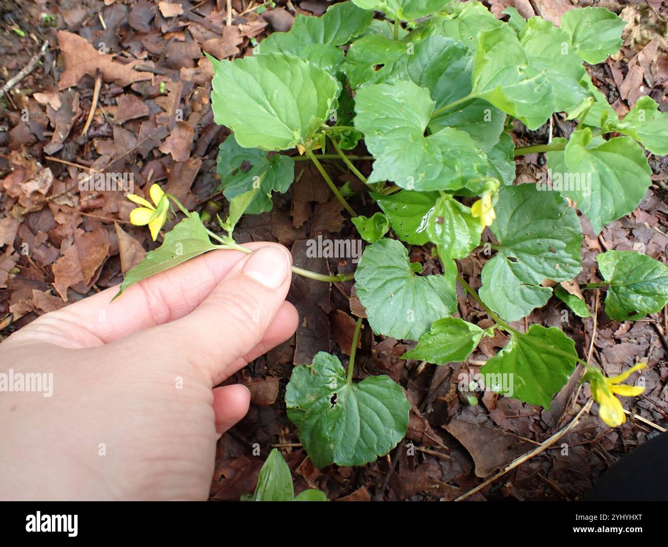 stream violet (Viola glabella Stock Photo - Alamy