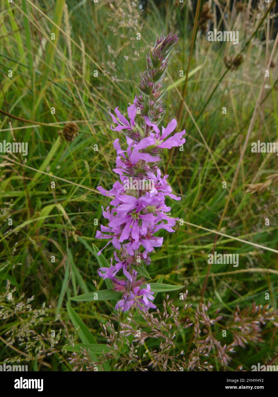 purple loosestrife (Lythrum salicaria Stock Photo - Alamy