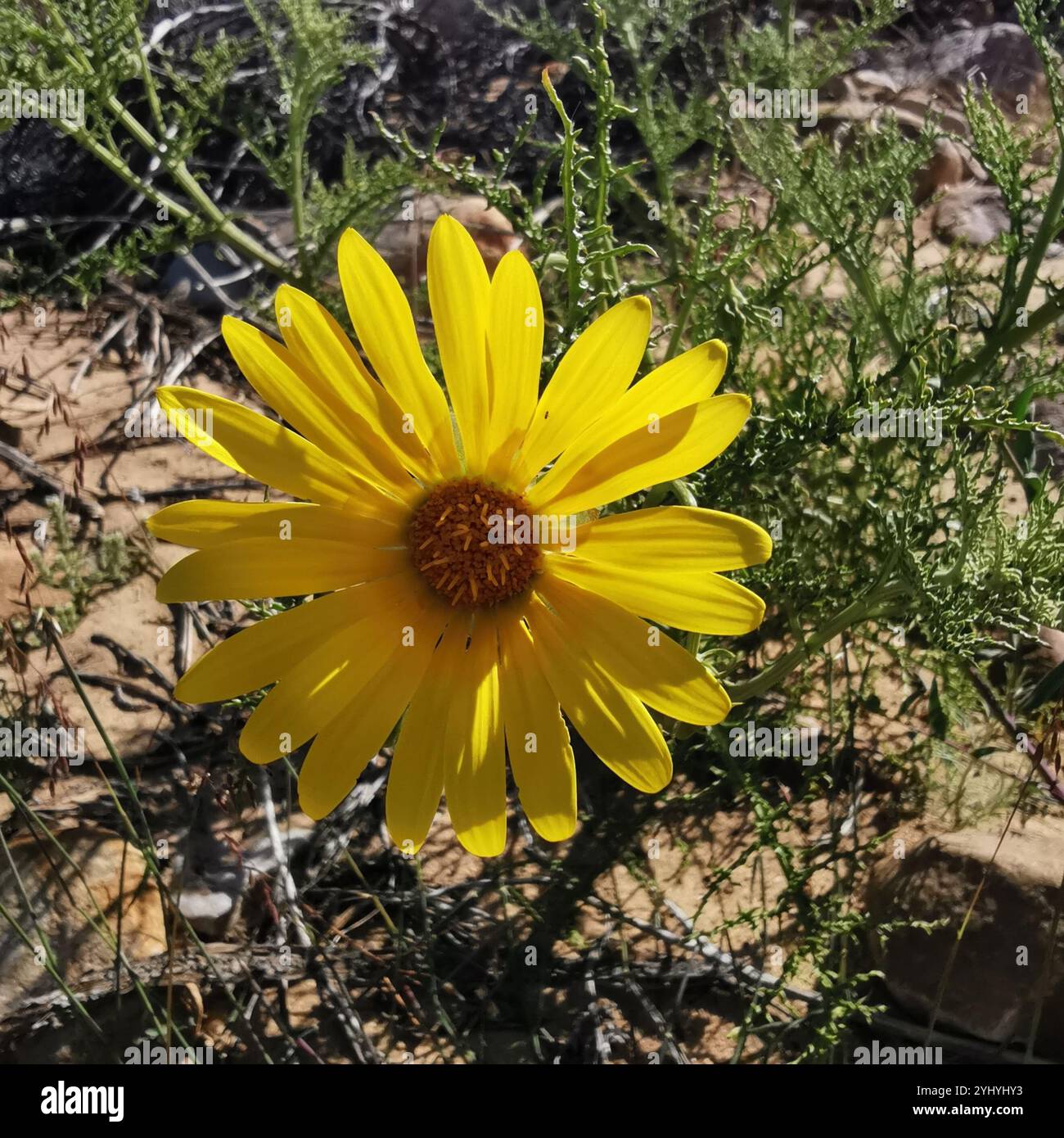 Star of the Veldt (Ursinia anthemoides Stock Photo - Alamy