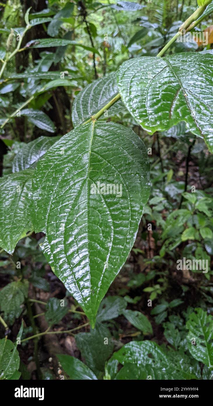 pepper plants (Piper Stock Photo - Alamy