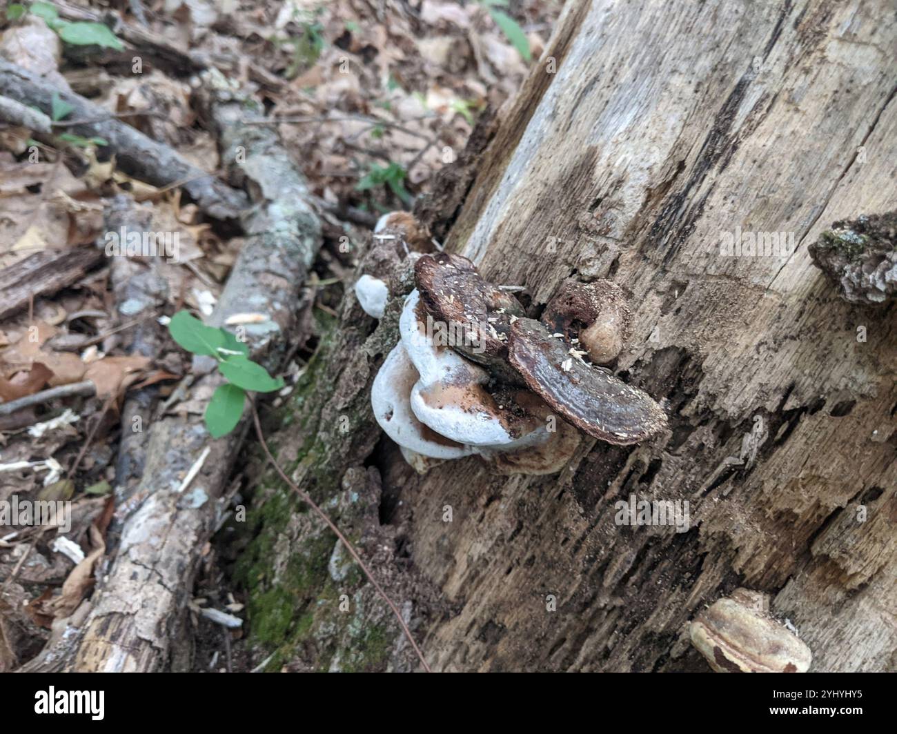 Artist's Brackets, Reishi, and Allies (Ganoderma Stock Photo - Alamy