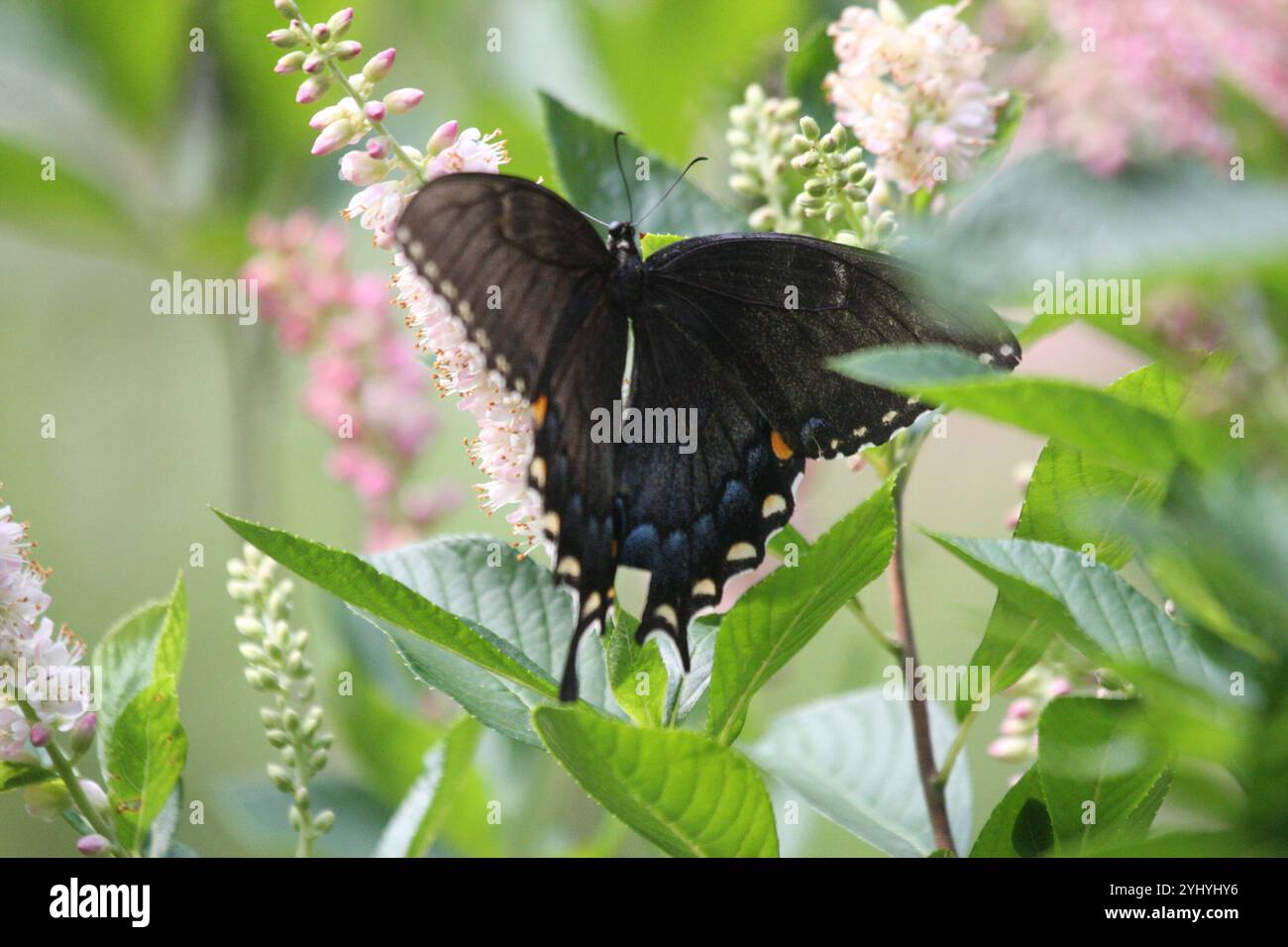 Eastern Tiger Swallowtail (Papilio glaucus Stock Photo - Alamy