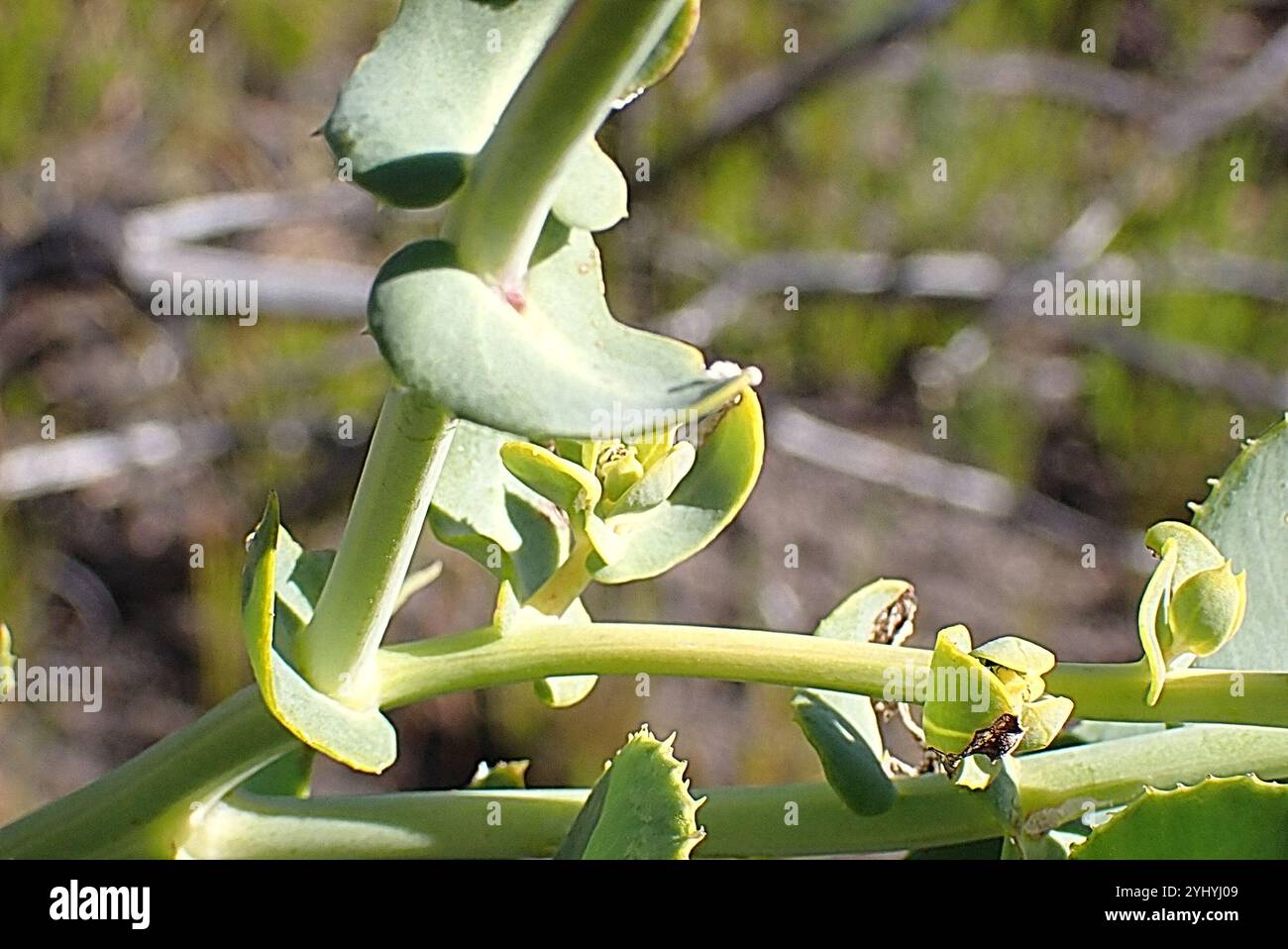 Poorflower Babooncabbage (Othonna parviflora Stock Photo - Alamy