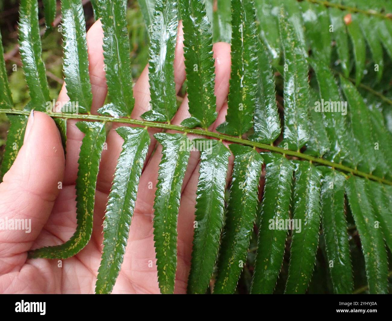 western sword fern (Polystichum munitum Stock Photo - Alamy