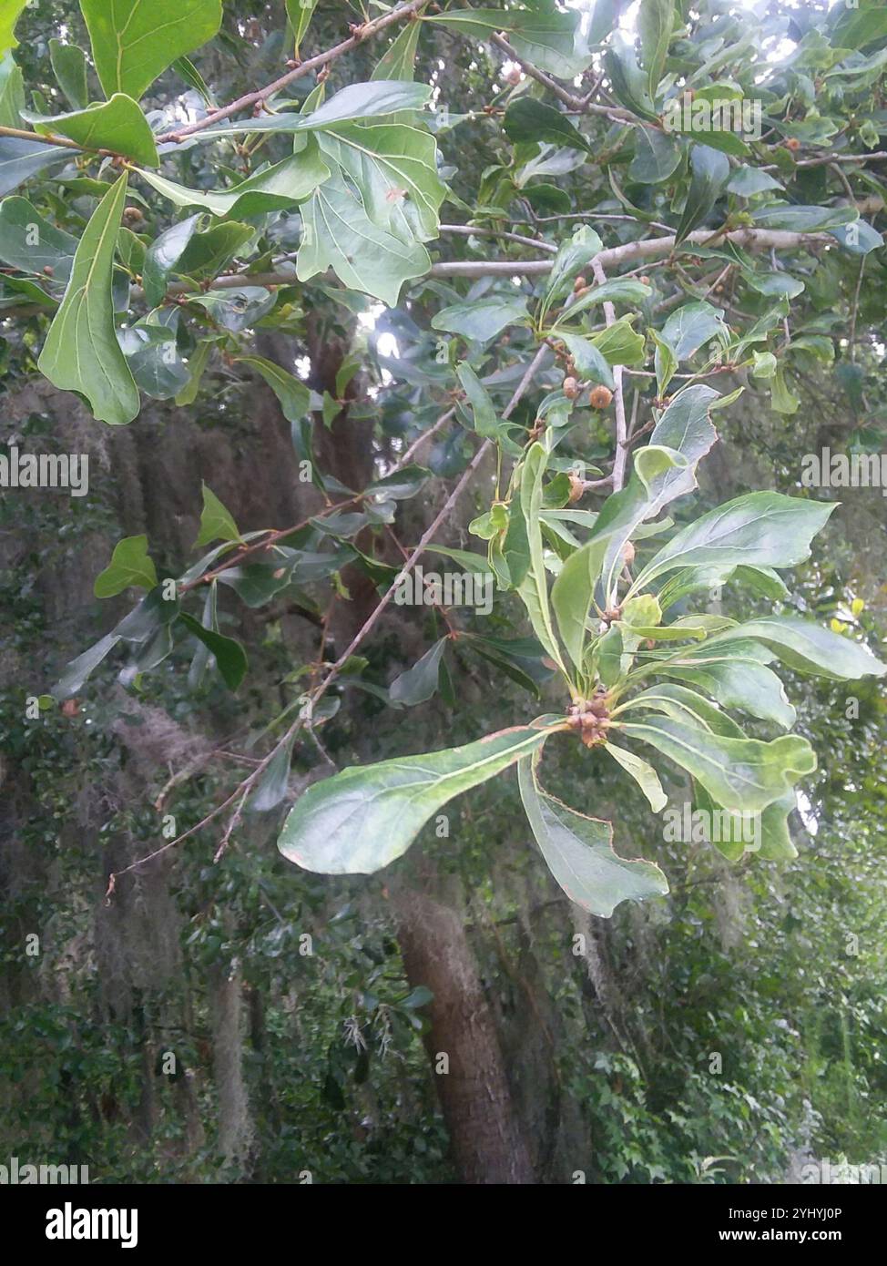 water oak (Quercus nigra Stock Photo - Alamy