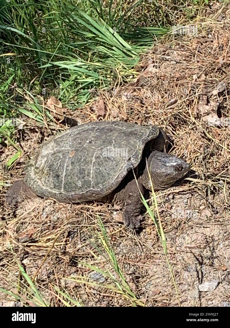 Common Snapping Turtle (Chelydra serpentina Stock Photo - Alamy