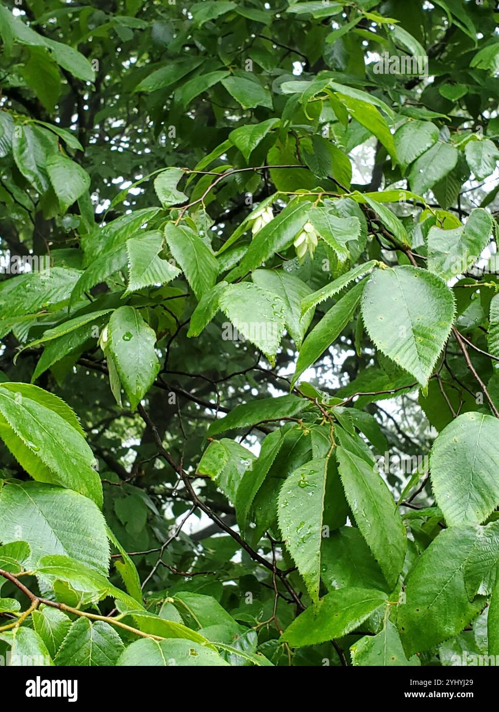 American hophornbeam (Ostrya virginiana Stock Photo - Alamy