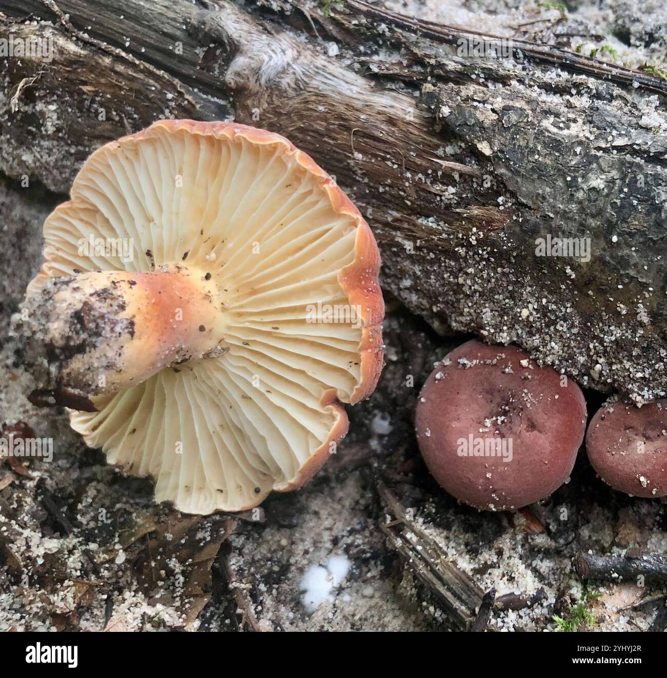 hygrophorus milkcap (Lactifluus hygrophoroides Stock Photo - Alamy