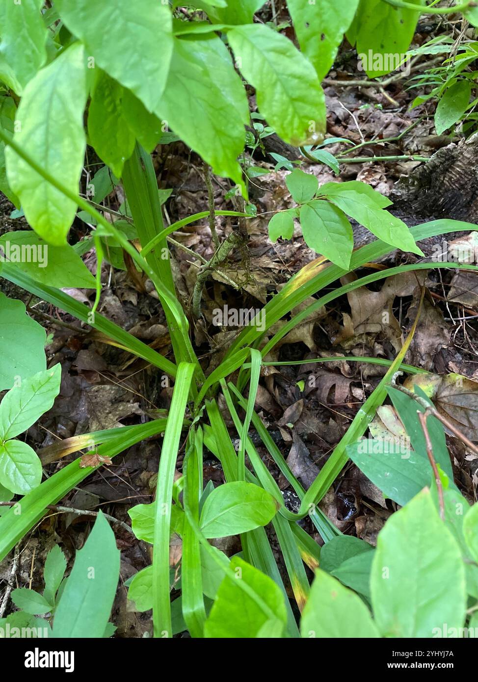 fly poison (Amianthium muscitoxicum Stock Photo - Alamy
