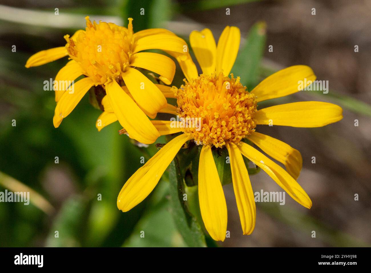 Thickleaf hi-res stock photography and images - Alamy