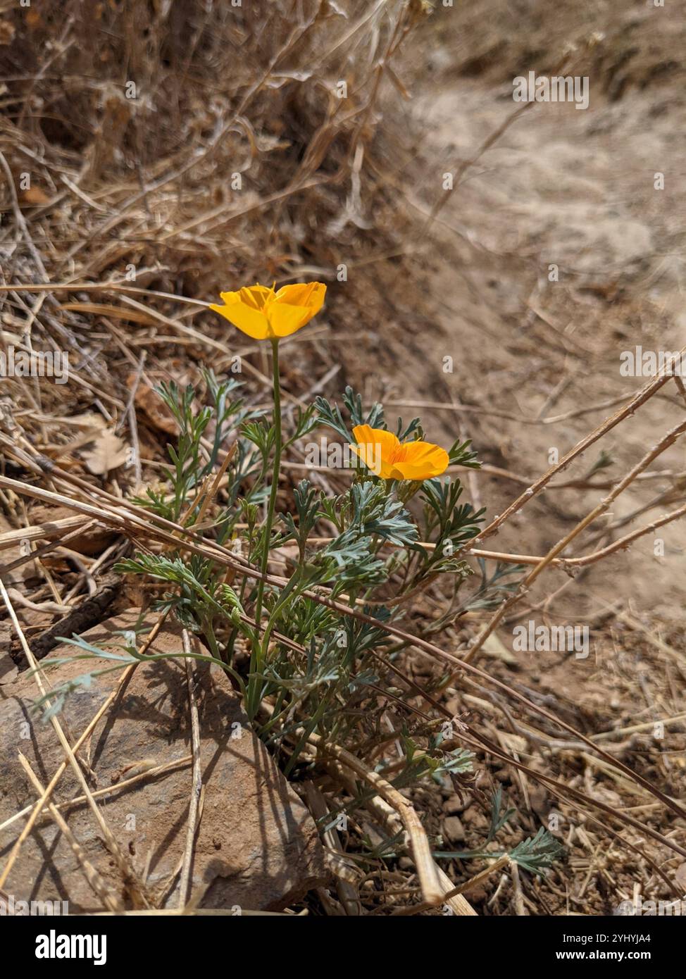 Desert Poppies (Eschscholzia Stock Photo - Alamy