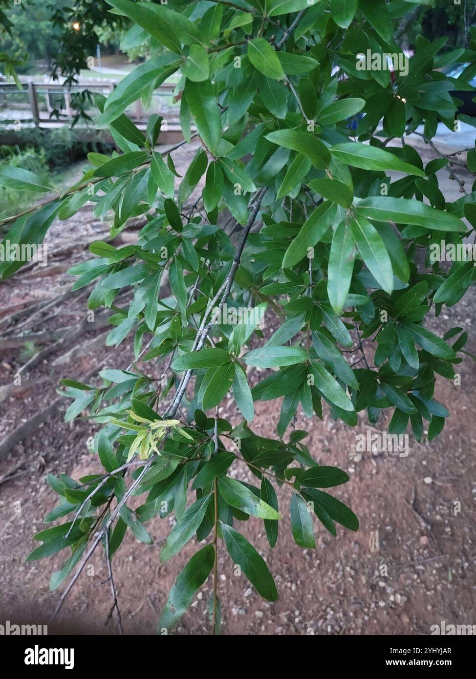 swamp laurel oak (Quercus laurifolia Stock Photo - Alamy