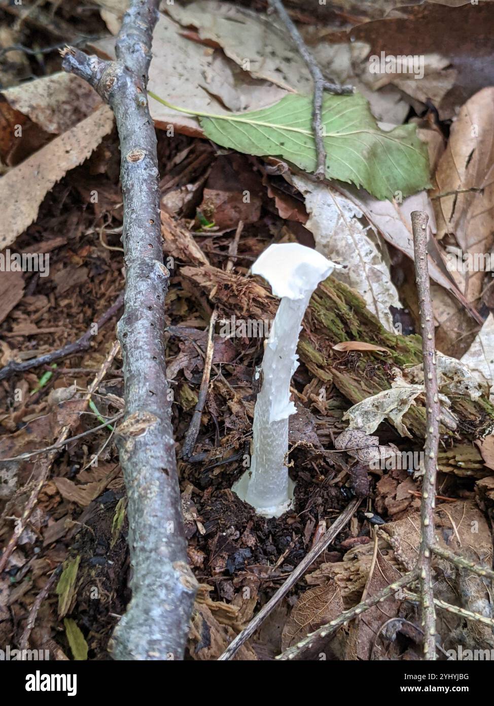 Eastern North American Destroying Angel (Amanita bisporigera Stock ...